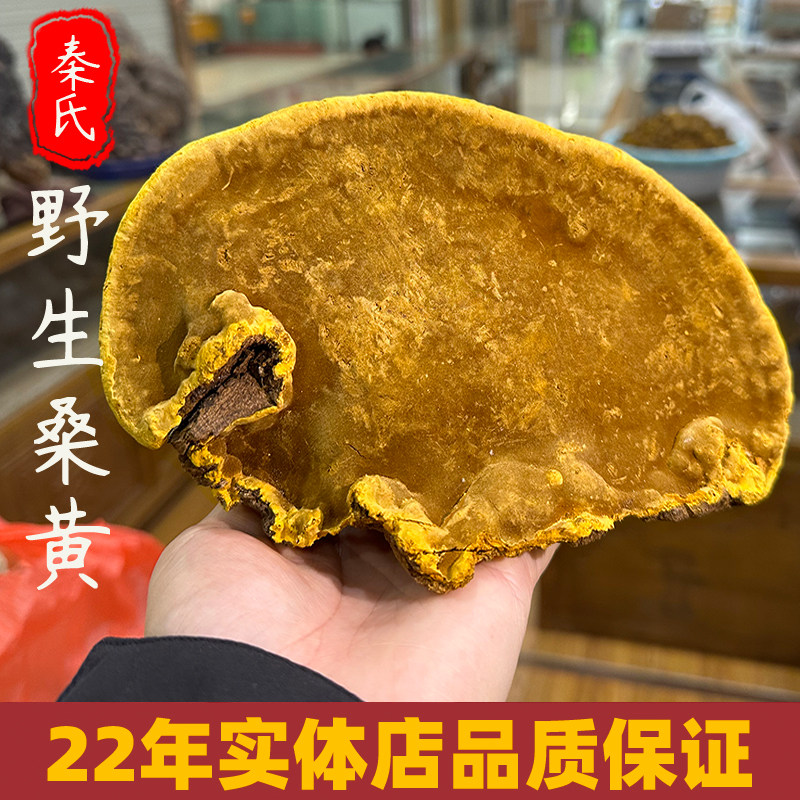 Tibet Phellinus Mulberry - 500g Wild Ganoderma