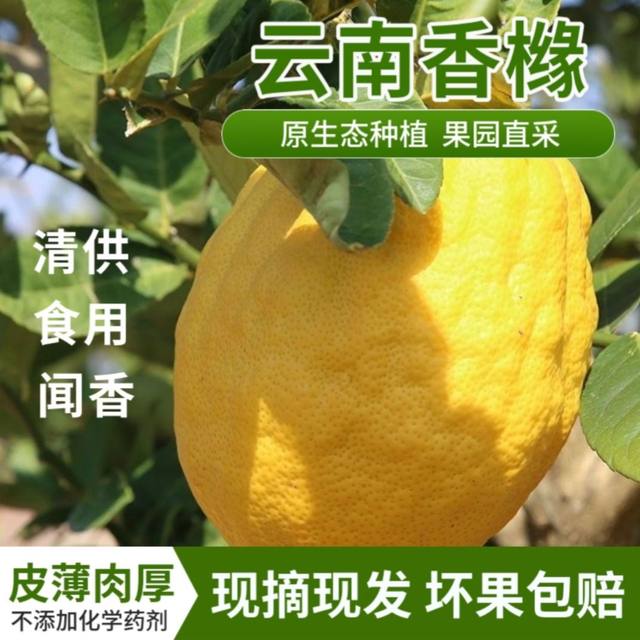 Yunnan Xiangyuan Big Fruit Fresh Citron Fruit Bergamot Fruit Farm Self ...