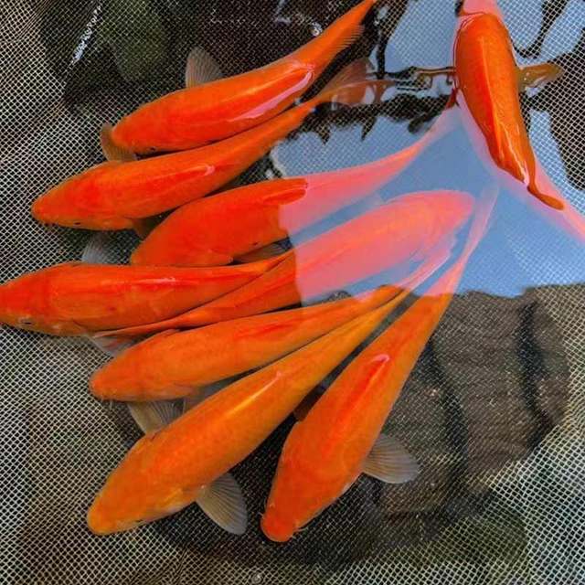 Red carp seedlings Freshwater farming, edible live carp fry