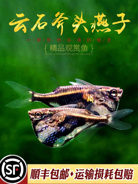 Yin-Yang Axe Swallow Fish Small Tropical Ornamental Marble Axe Giant ...