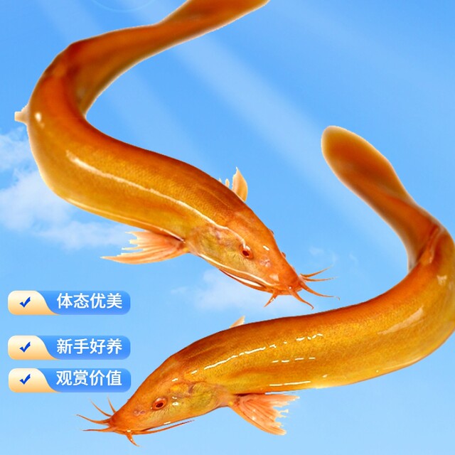 Golden loach living novice cold water ornamental fish, fish raising ...