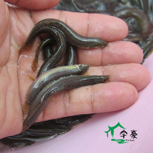 Local small loach seedlings Taiwanese loach fresh round loach green ...