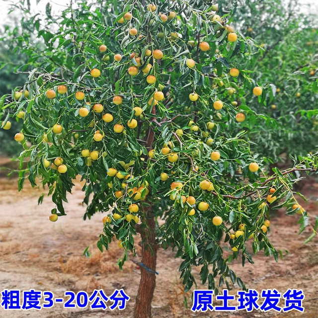 Live jujube seedlings are grafted to winter jujube field-planted fruit ...