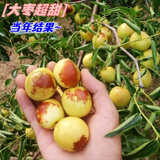 Live jujube seedlings are grafted to winter jujube field-planted fruit ...
