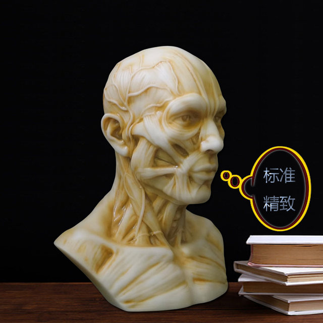 1:3 artistic human muscle bust plaster toy still life painting ...
