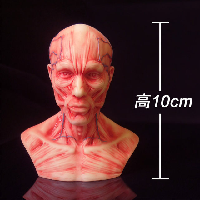 Art human musculoskeletal anatomy model plaster skull bust model toy ...