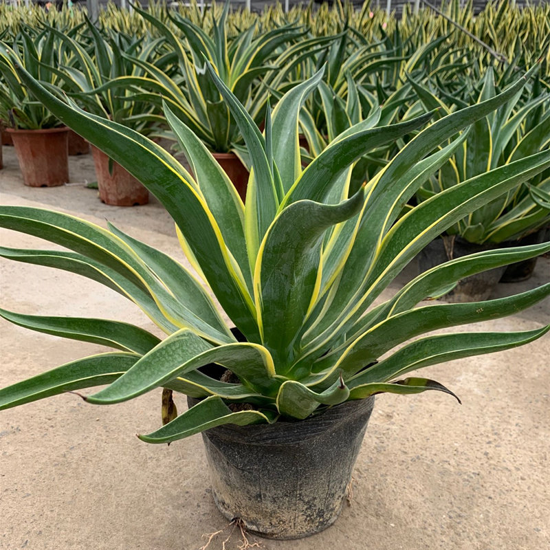 Potted agave plants with Nordic style indoor ornamental green plants ...