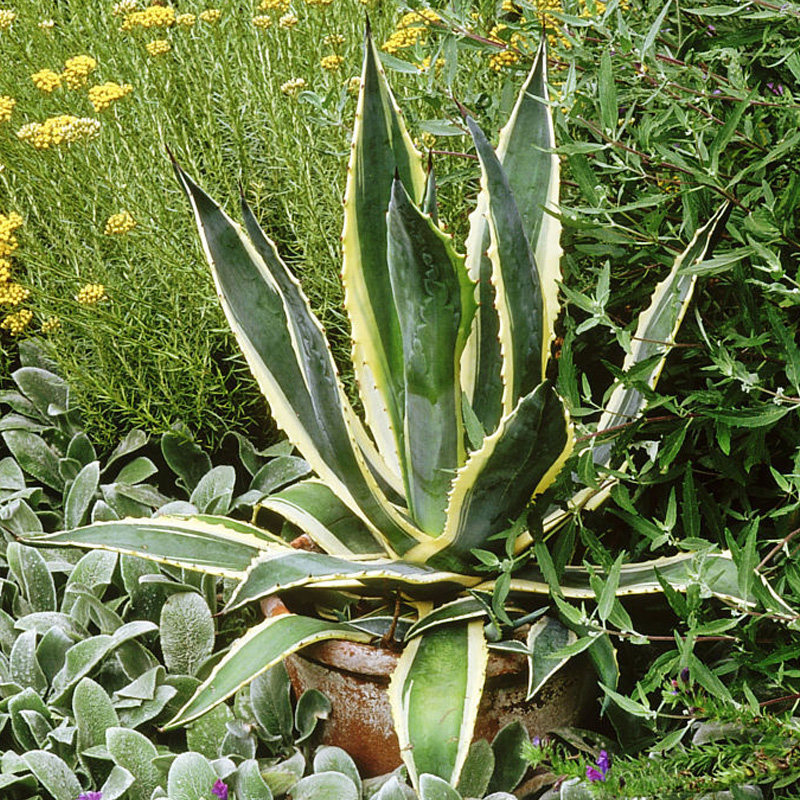 Potted agave plants with Nordic style indoor ornamental green plants ...