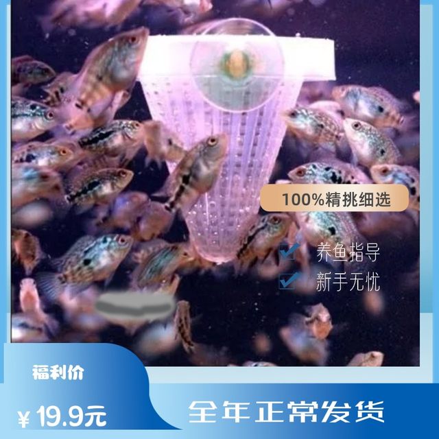 Hongyun Luohan Fish Entrance Import Luo Han Fish Yacheng Tianjin Self ...