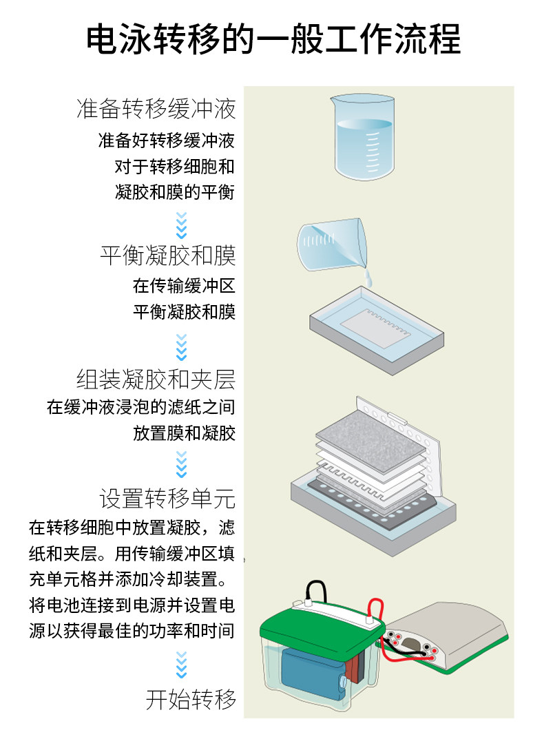 American bio-rad extra thick transfer filter paper