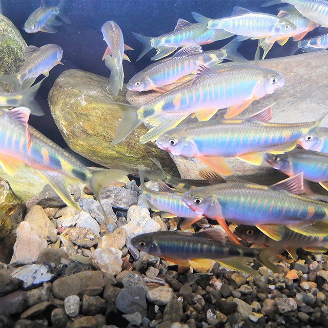 High -screen 鱲 native cold water ornamental fish Zhejiang long finbin ...