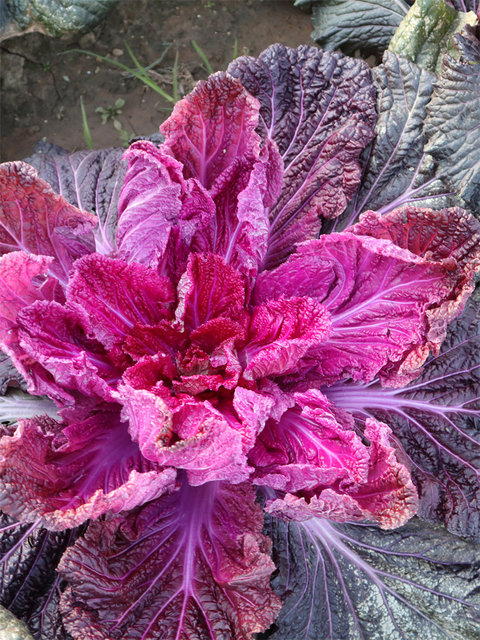 Purple Cabbage Seeds, Purple Napa Cabbage Seeds, All Year Round Autumn ...