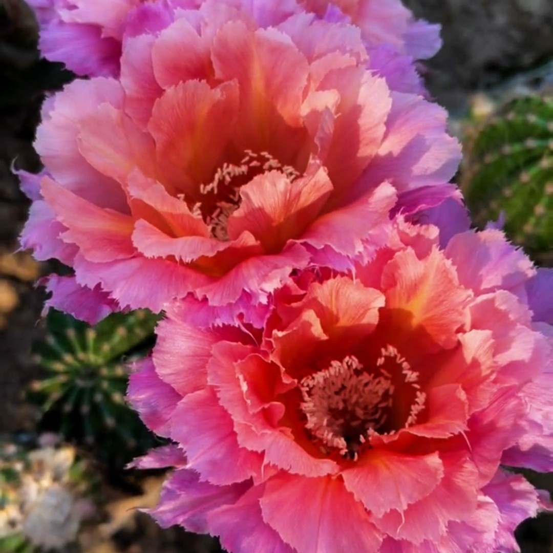 New Product Colorful Grass Cactus Double Petals Repeat Color Large Petals Strong Layered Band ...