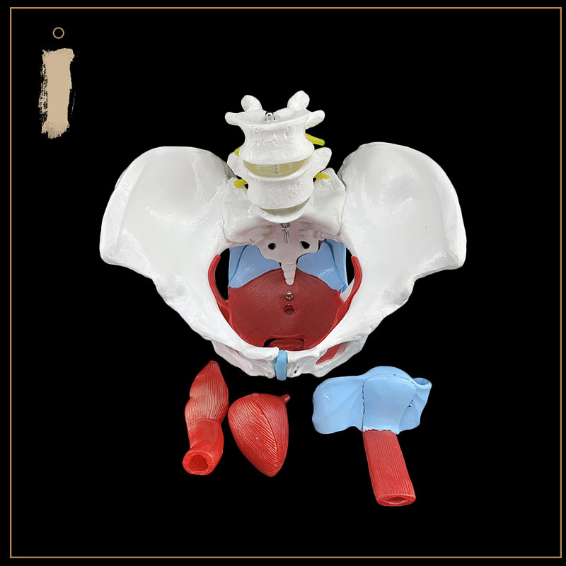 Movable Female Pelvis and Pelvic Floor Muscle Model Femoral Pelvic ...