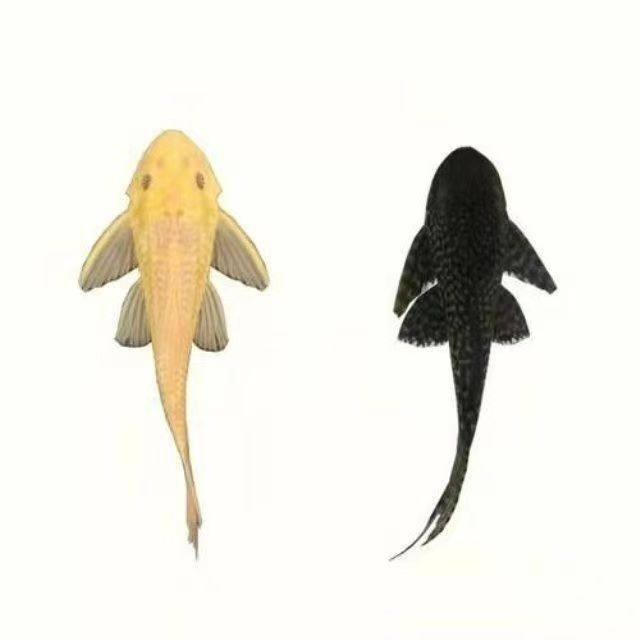 Scavenger fish cleaner fish golden moss rat fish fish tank cleaning ...