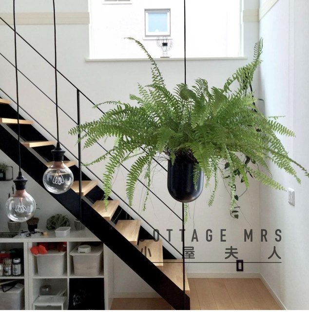 CottageMrs Overlord Fern Office Indoor Green Plants Balcony Potted ...