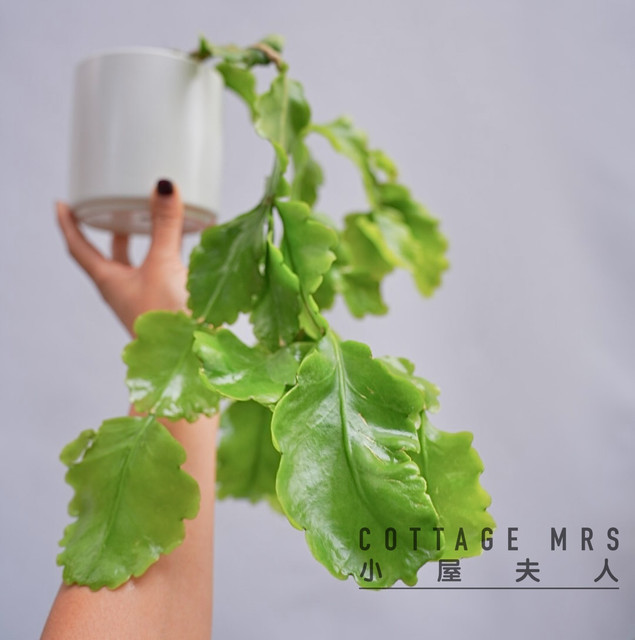 Wrinkle wire reed green fish tail hanging viewing leaf silk reed cactus