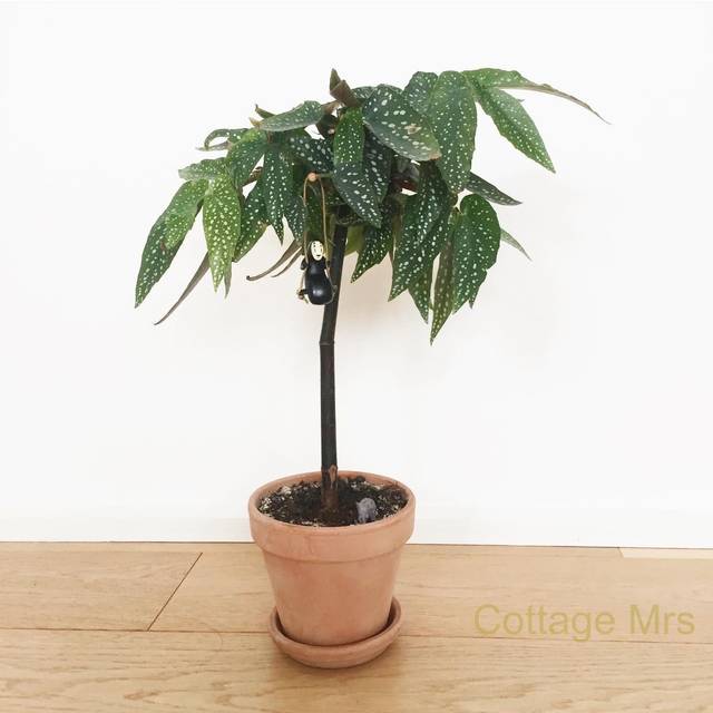 Bamboo Begonia potted green plant INS Internet celebrity plant window ...