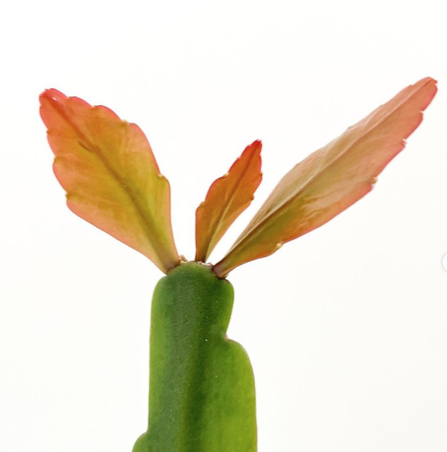 Wrinkle wire reed green fish tail hanging viewing leaf silk reed cactus