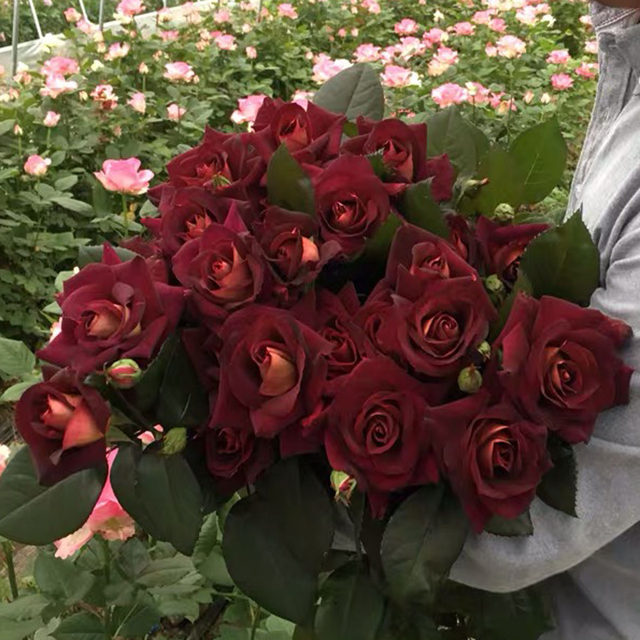 Hacker cut flower rose seedlings dark black gold series extra large ...