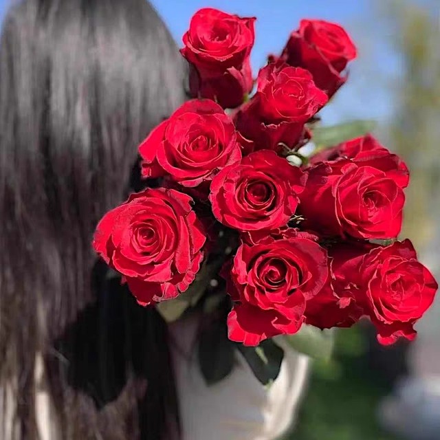 Red Rose Vulcan Balcony Potted Rose Garden Ground Planting Cold ...