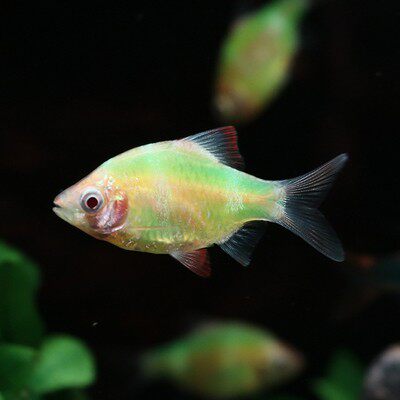 Tiger fish ornamental fish tropical fish small freshwater easy to raise ...