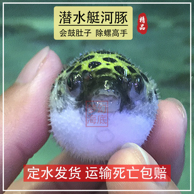 Dajin Doll Pufferfish Live Submarine Chocolate Salmon Fish Grass Tank ...