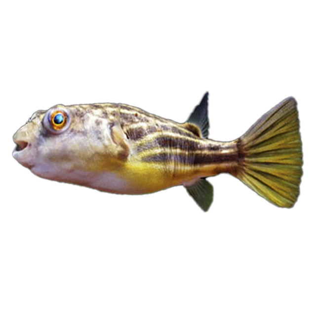 Zebra Doghead Fish Papaya Fur Crown Submarine Puffer Fish Ornamental ...