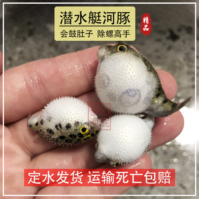 Dajin Doll Pufferfish Live Submarine Chocolate Salmon Fish Grass Tank ...