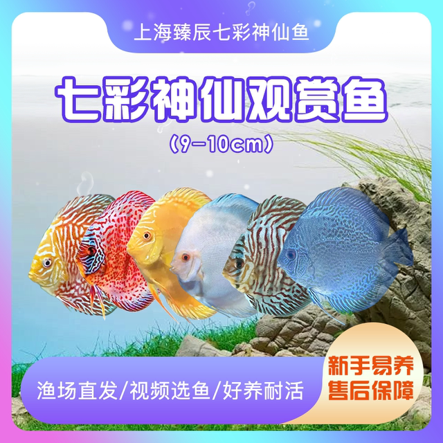 High-quality colorful angelfish tropical ornamental fish live fishery ...
