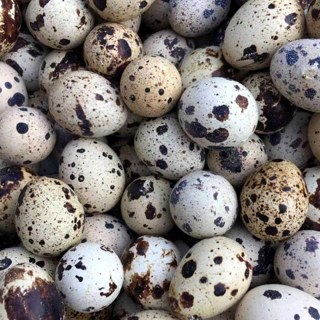 Shaoguan Farmers Miscellaneous Grain Feed Fresh Quail Egg 70 Birds Raw ...