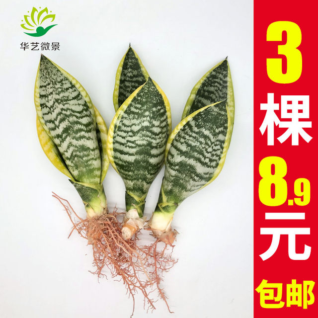 Purifying Air Tiger Pilan Base Tiger Pilan Hani Golden Orchid White ...