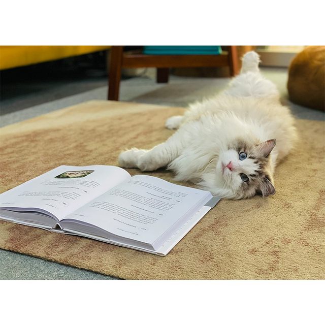 Genuine cat family medicine encyclopedia new revised version of cat ...