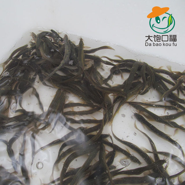 Fishing small loach seedlings loach seedlings live green loach loach ...