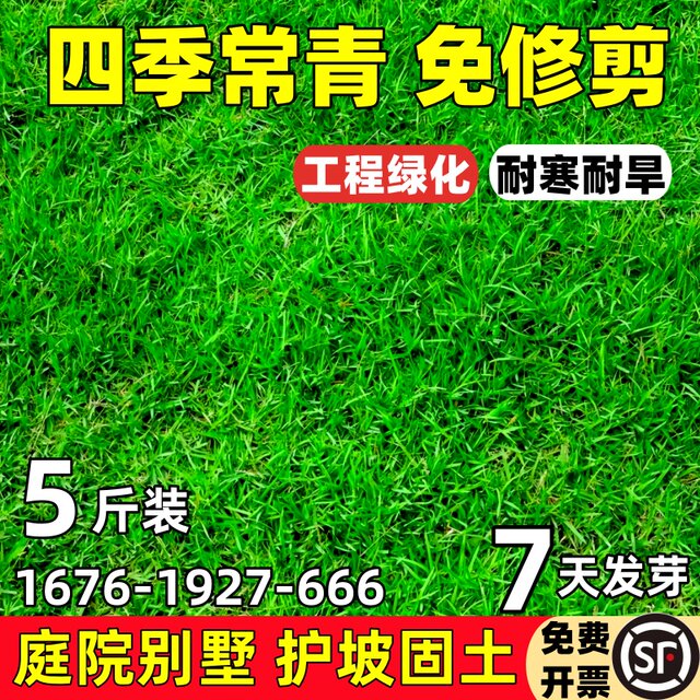 Lawn grass seeds all-season evergreen dwarf bermudagrass courtyard ...